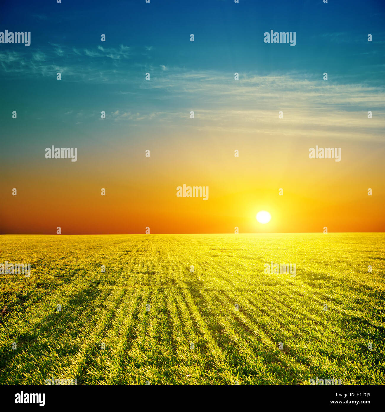 good sunset over green field Stock Photo - Alamy