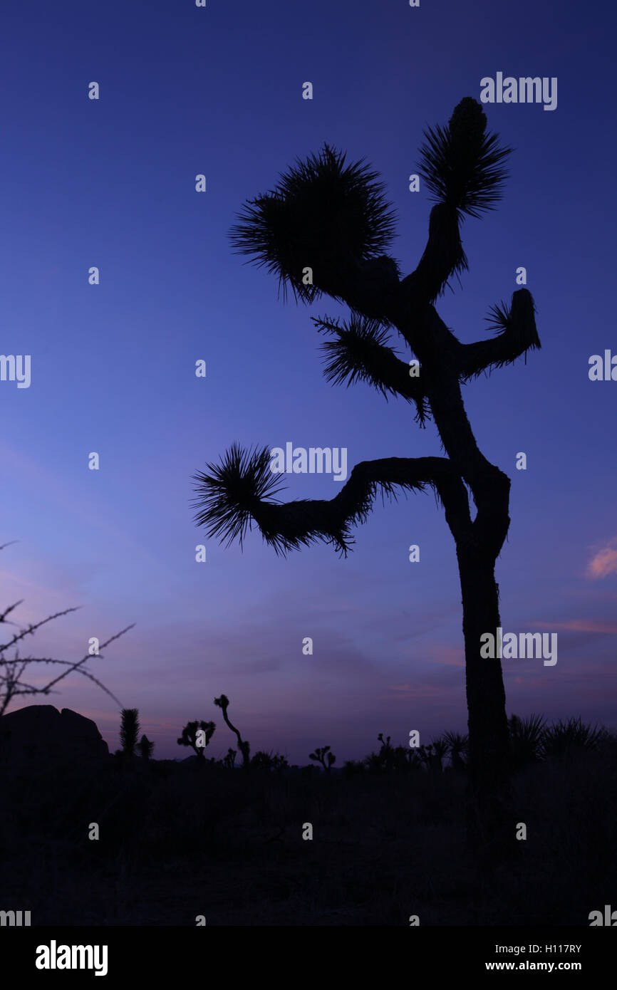 Beautiful Joshua Tree Silhouette at Dusk Stock Photo - Alamy