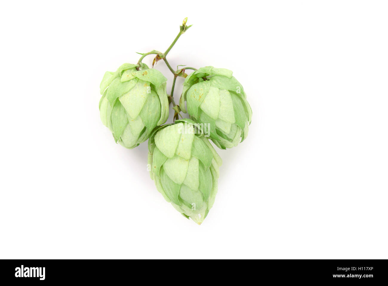 Hop flower green petals Stock Photo - Alamy