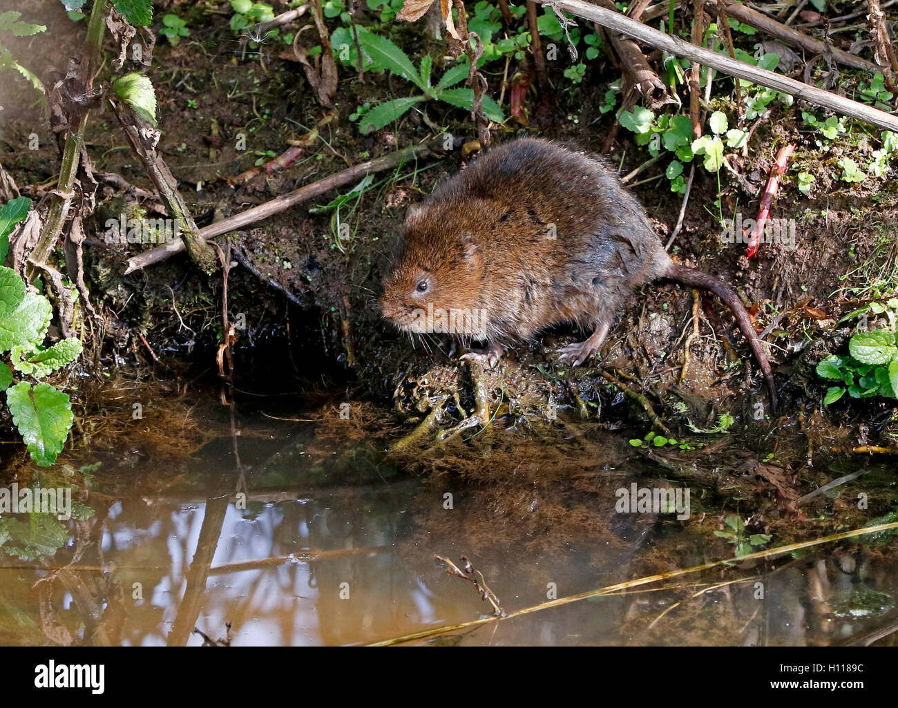 Europes largest rodent hi-res stock photography and images - Alamy