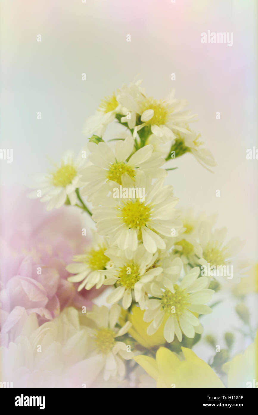 bouquet Daisy in Pastel Stock Photo - Alamy