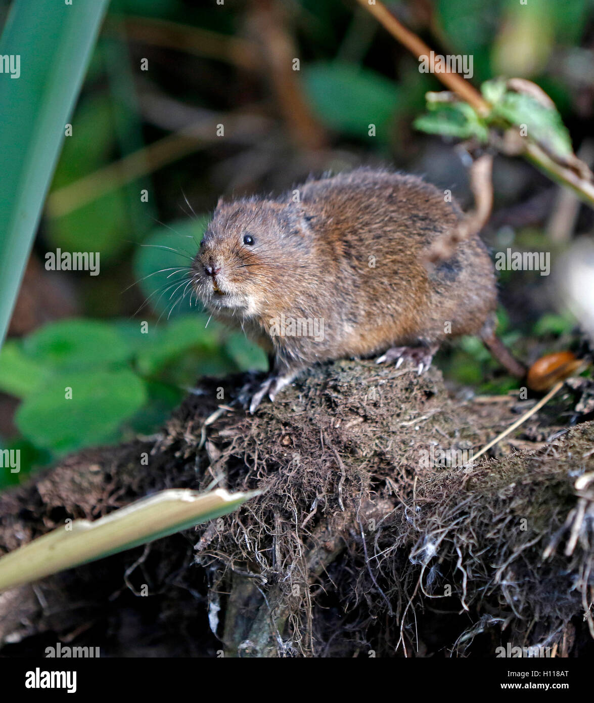 Europes largest rodent hi-res stock photography and images - Alamy