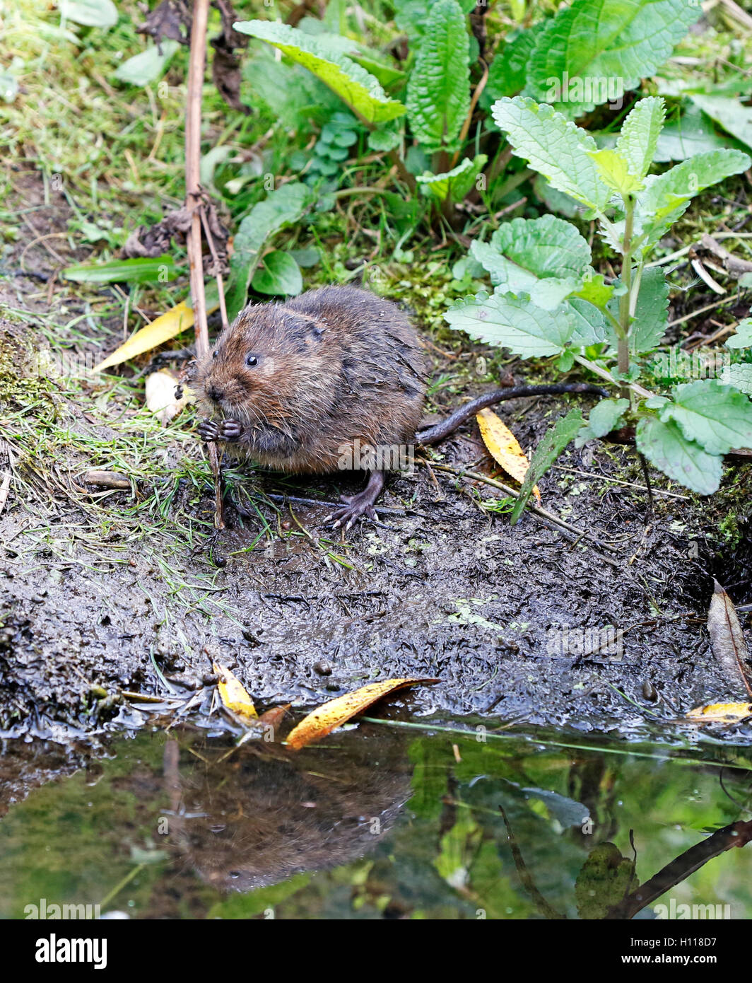 Water Vole (Arvicola amphibious), taken in the wild in Nottinghamshire ...