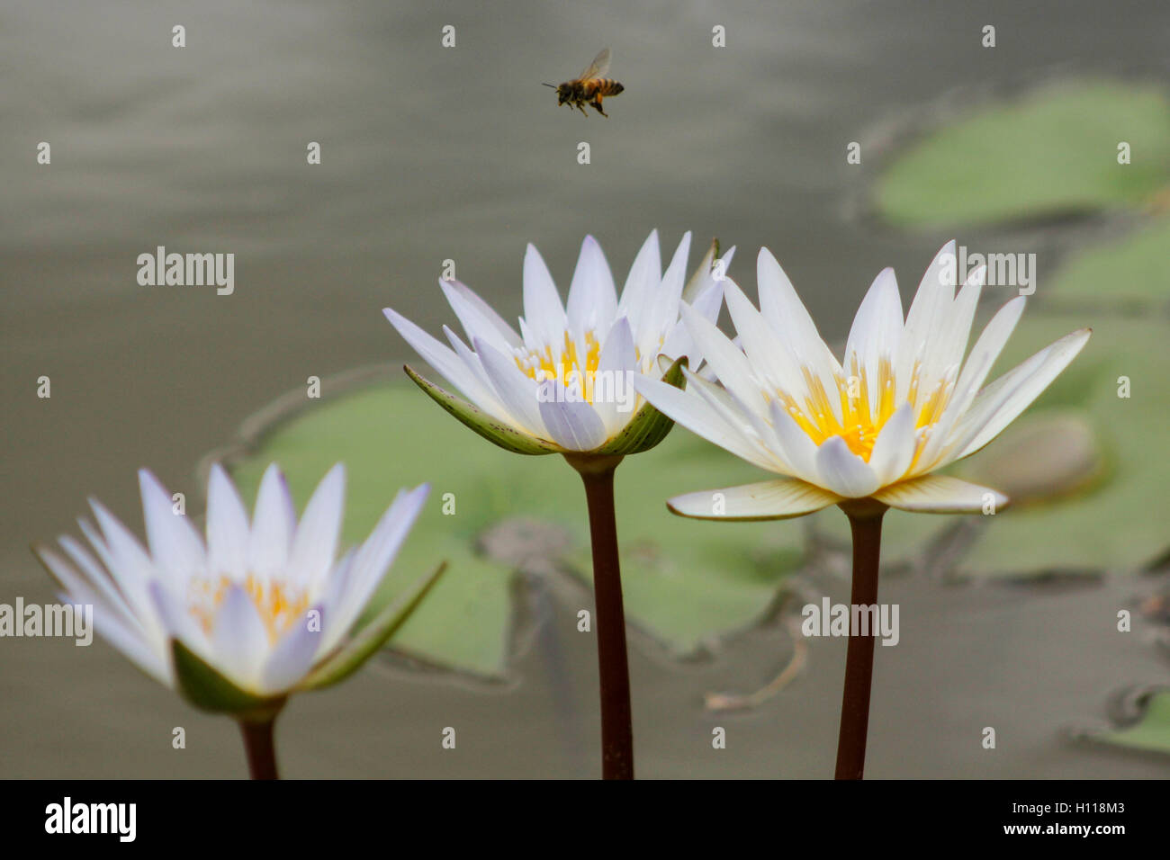 A bee flying over water lilies Stock Photo - Alamy