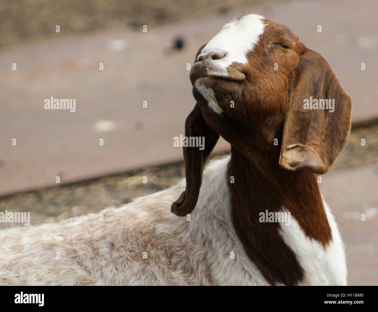 A smiling goat Stock Photo - Alamy