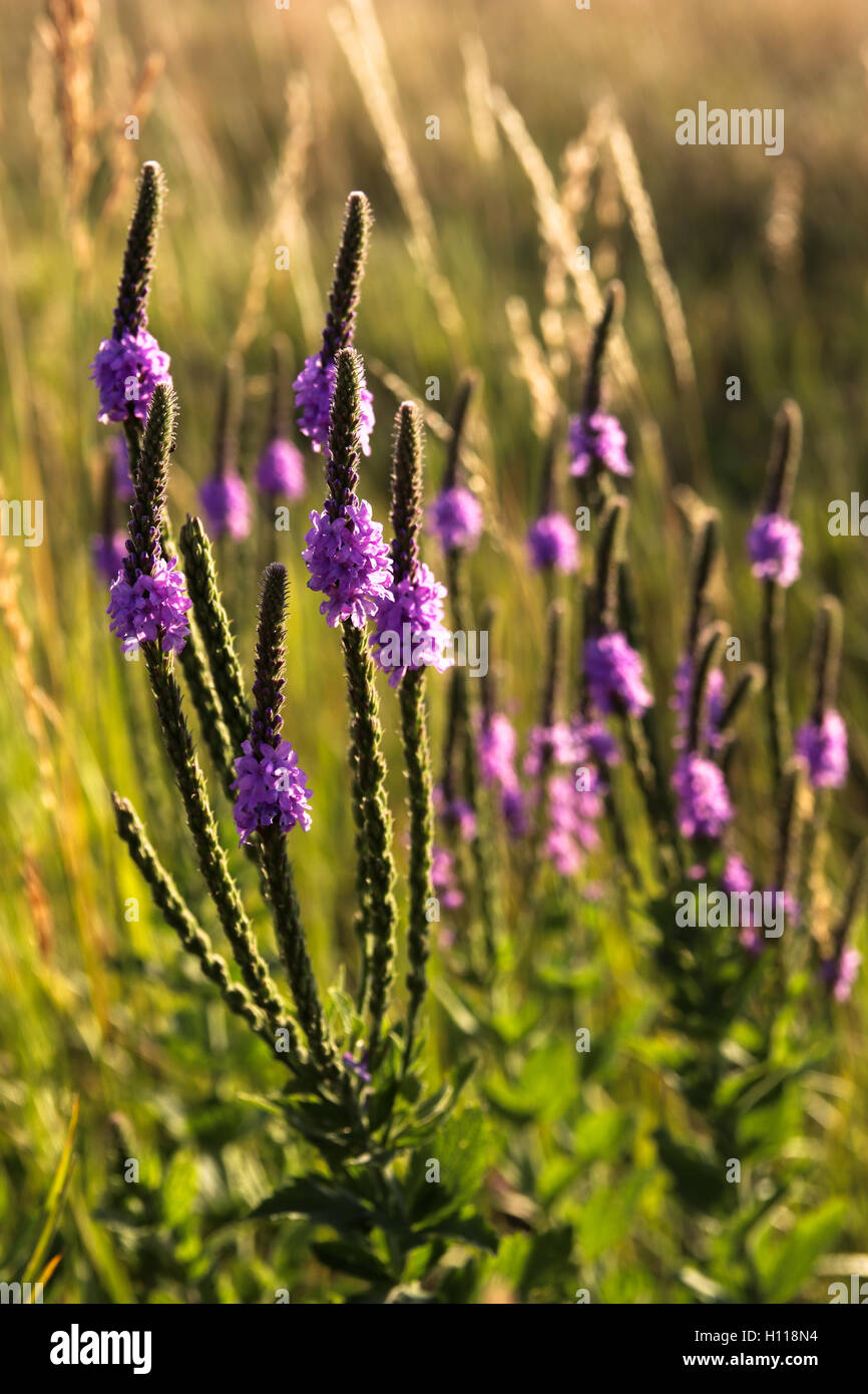 Purple flowers at sunset Stock Photo - Alamy