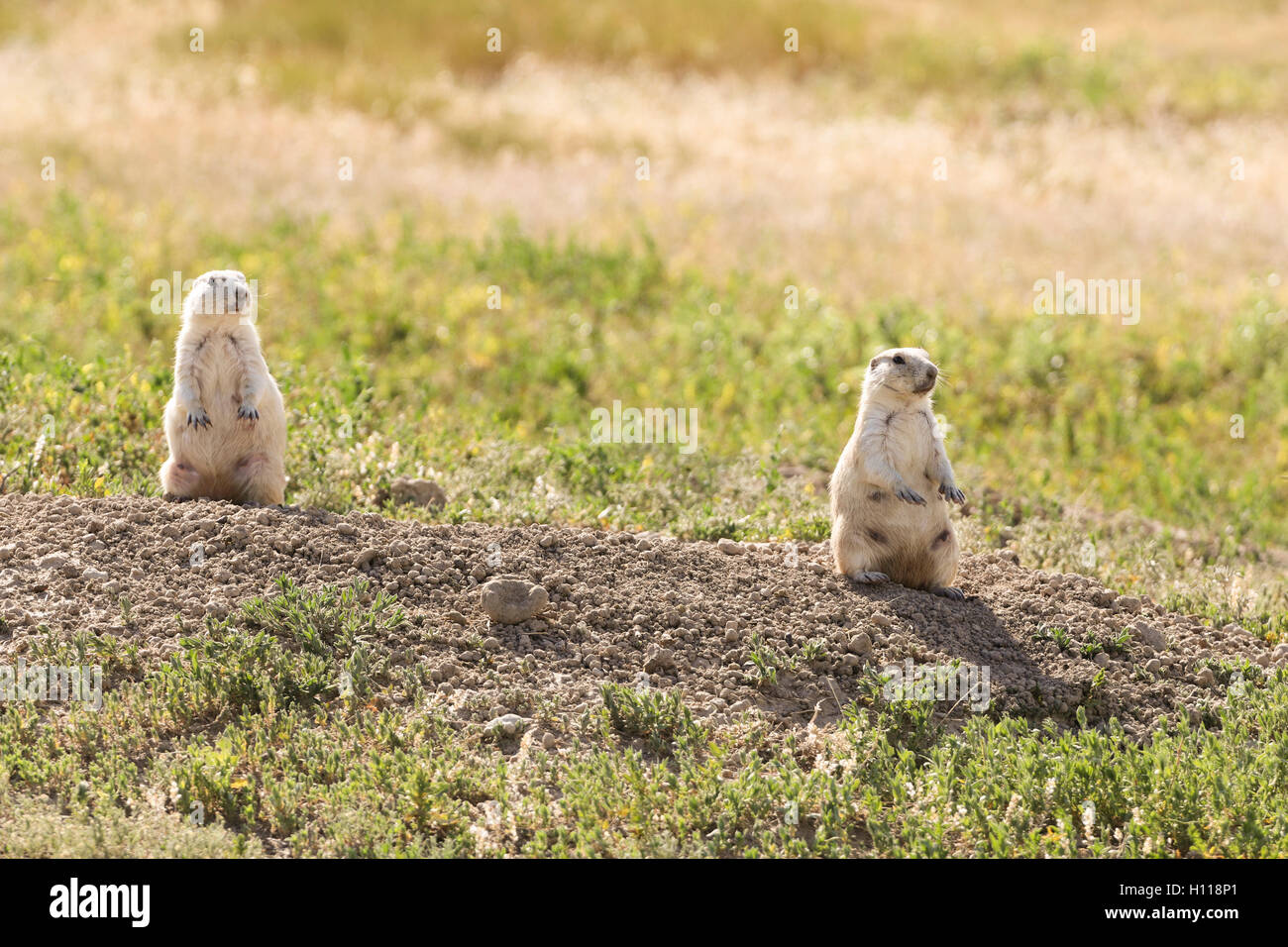 Prairie Dogs Standing Up Stock Photo - Alamy