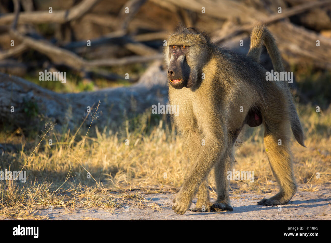 Male chacma baboon (Papio ursinus) walking Stock Photo - Alamy