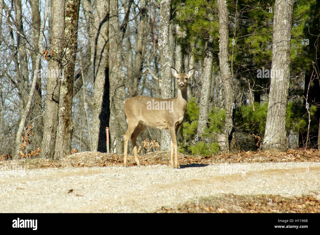Adult White-Tailed Female Deer Stock Photo - Alamy