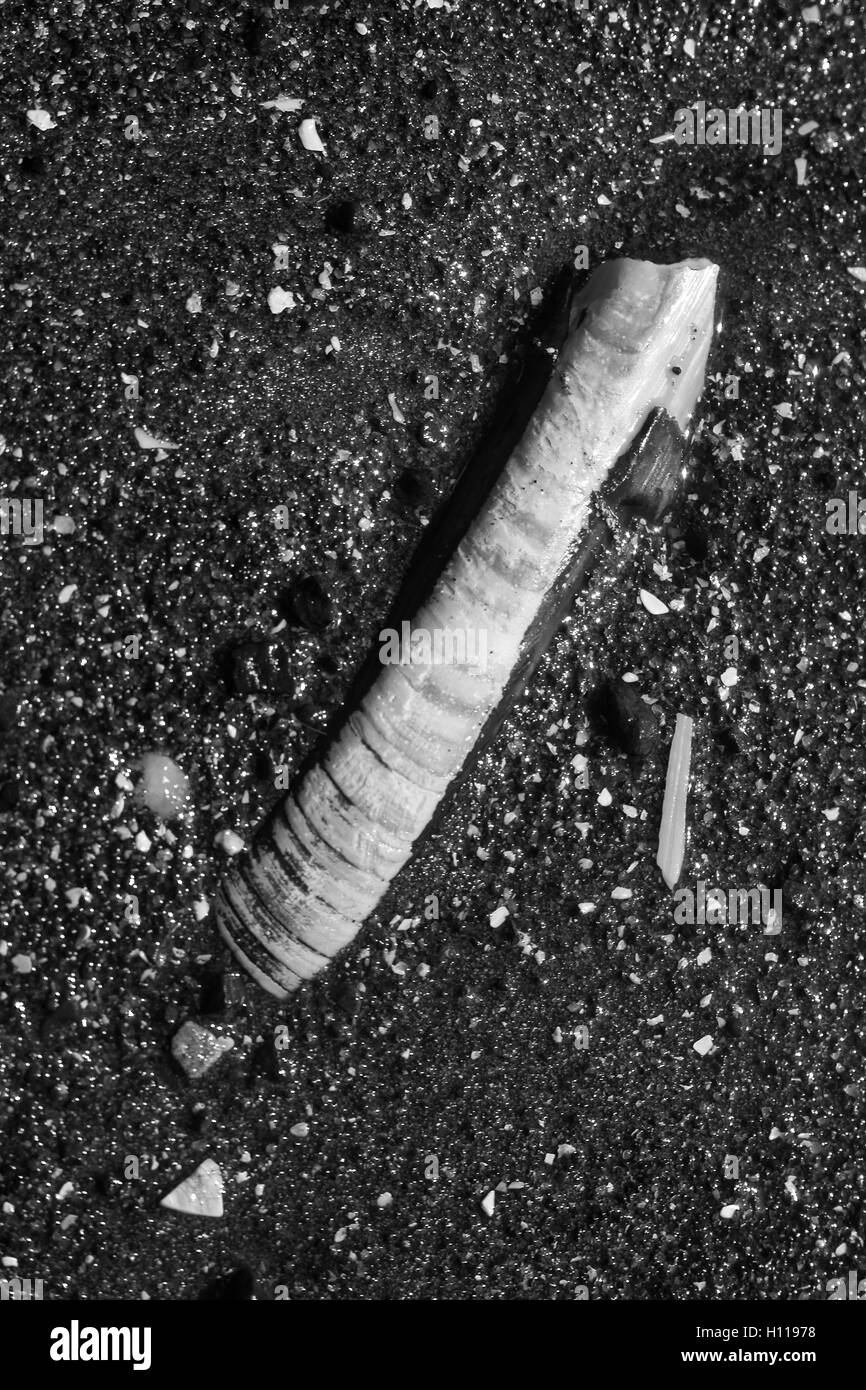 Razorshell Beach High Resolution Stock Photography and Images - Alamy