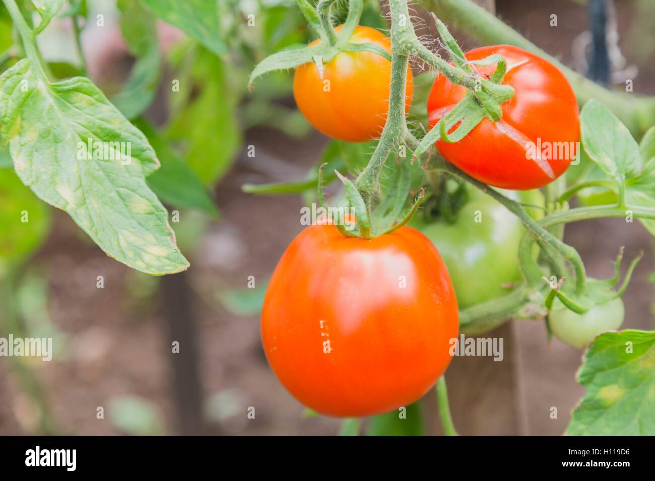 The red and yellow tomatoes on the bush Stock Photo - Alamy