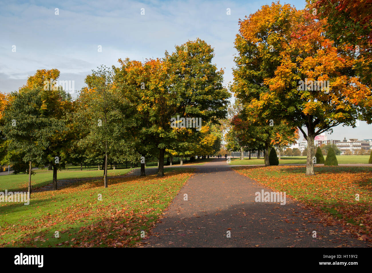 Glasgow trees hi-res stock photography and images - Alamy
