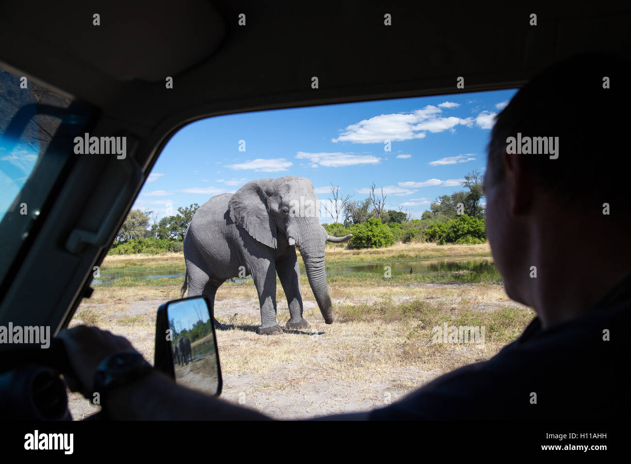 A tourist looking at a large bull elephant through his car window in ...