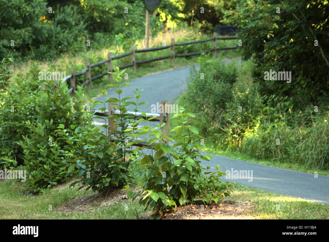 Trail in park Stock Photo - Alamy