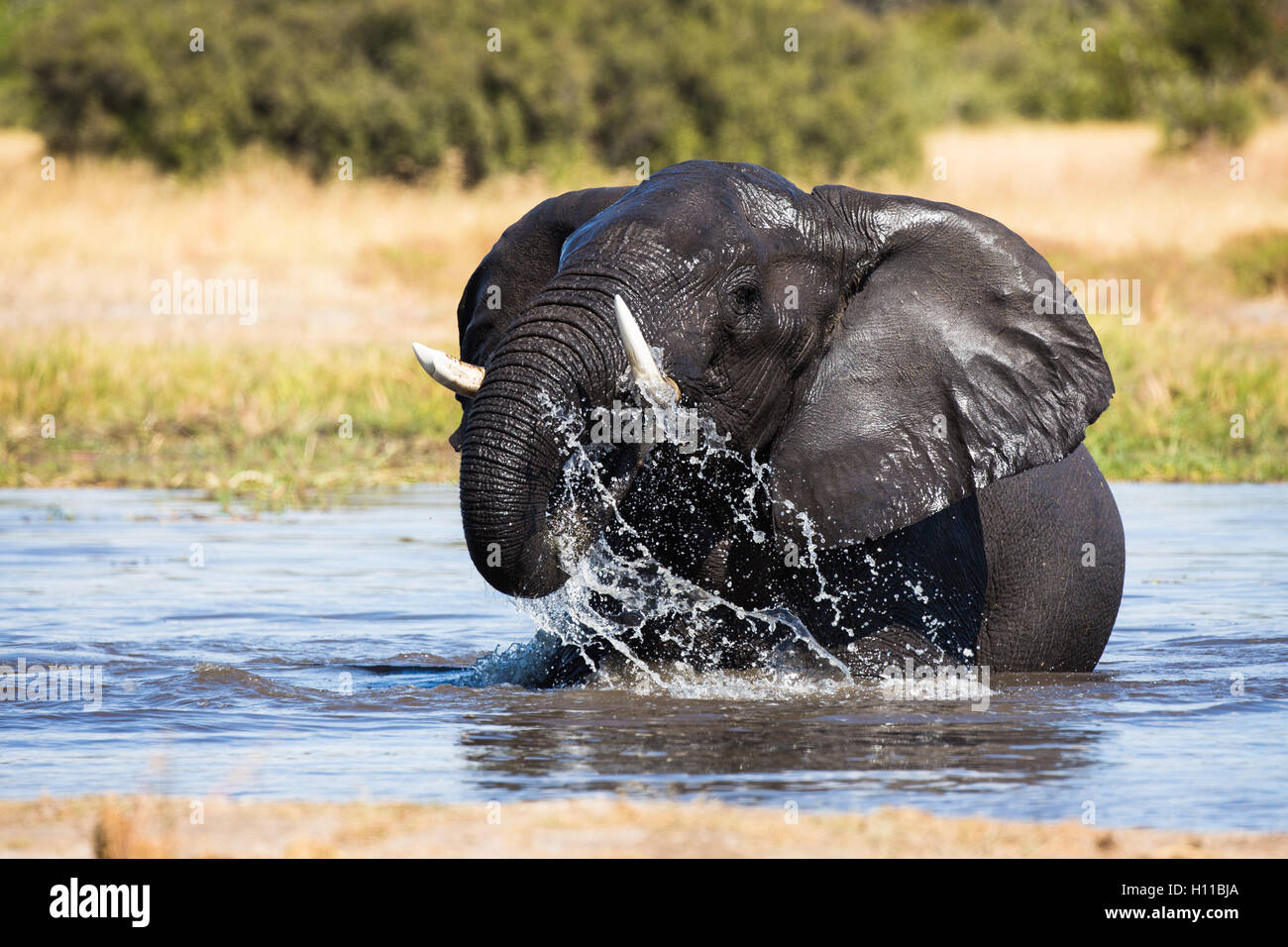 Stands frontal hi-res stock photography and images - Alamy