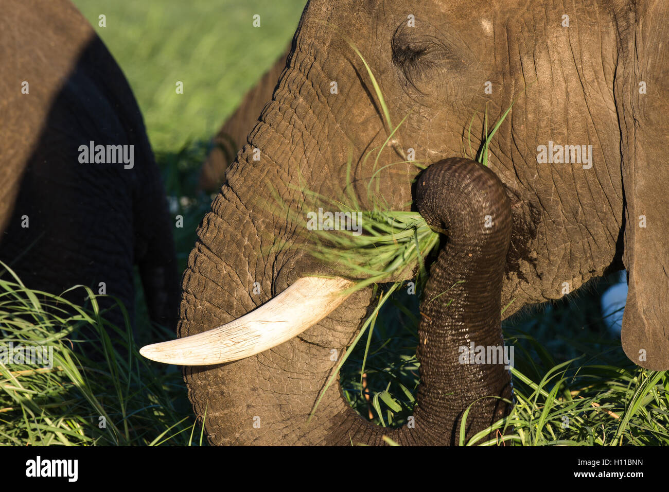 Closeup of an elephant head hi-res stock photography and images - Alamy