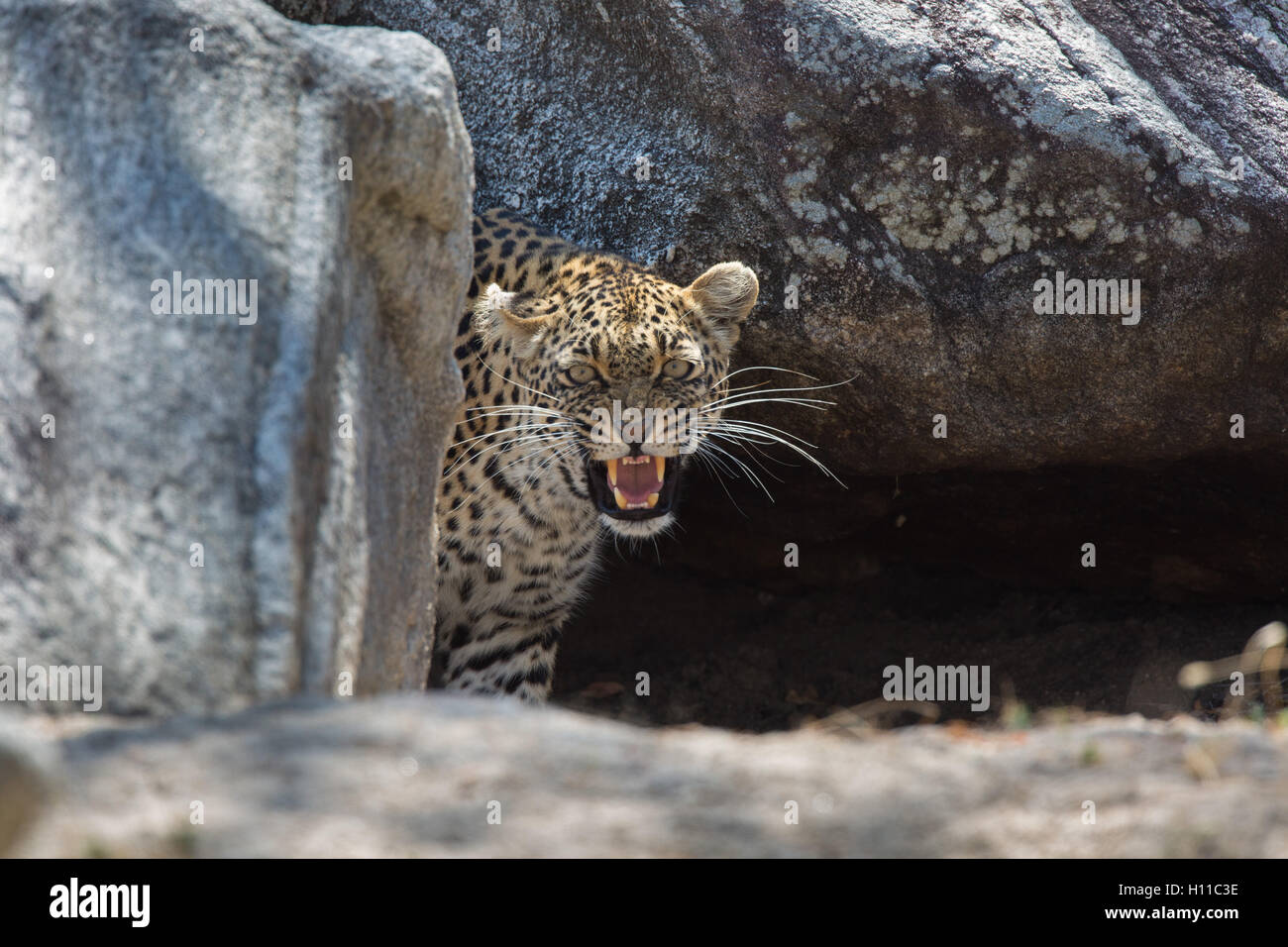 Snarling cat hi-res stock photography and images - Alamy