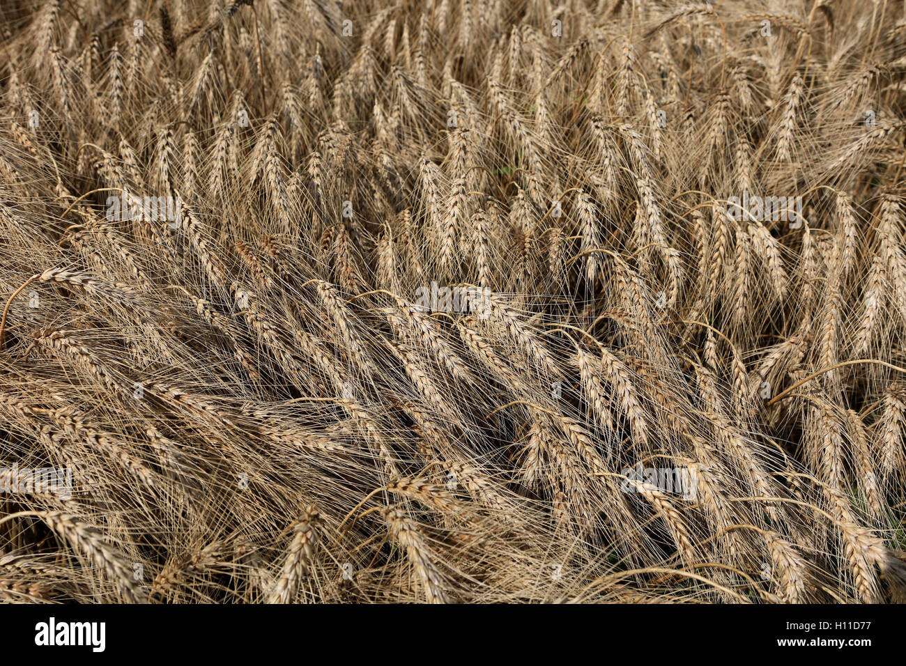 Golden wheat field close up Stock Photo - Alamy