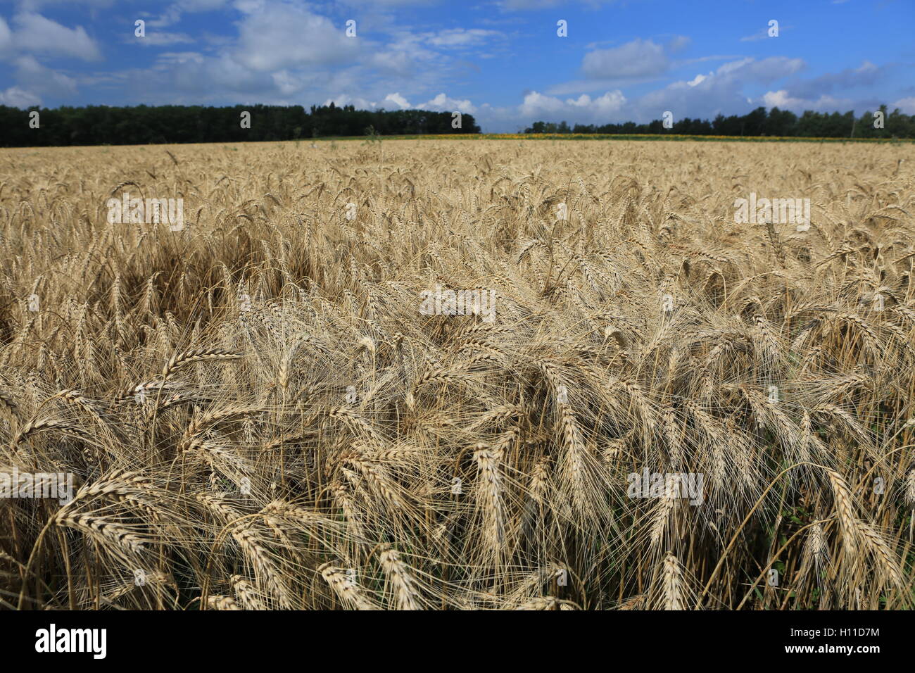 Agriculture wheat field hi-res stock photography and images - Alamy