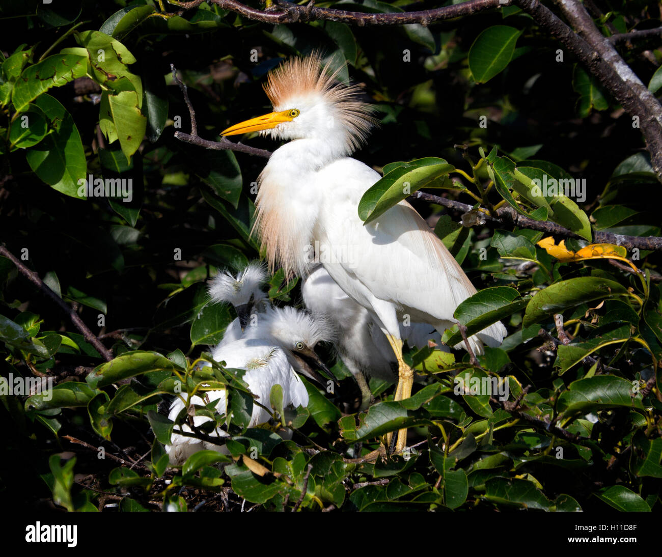 A cattle egret assumes a most regal pose at its nest beside young ...