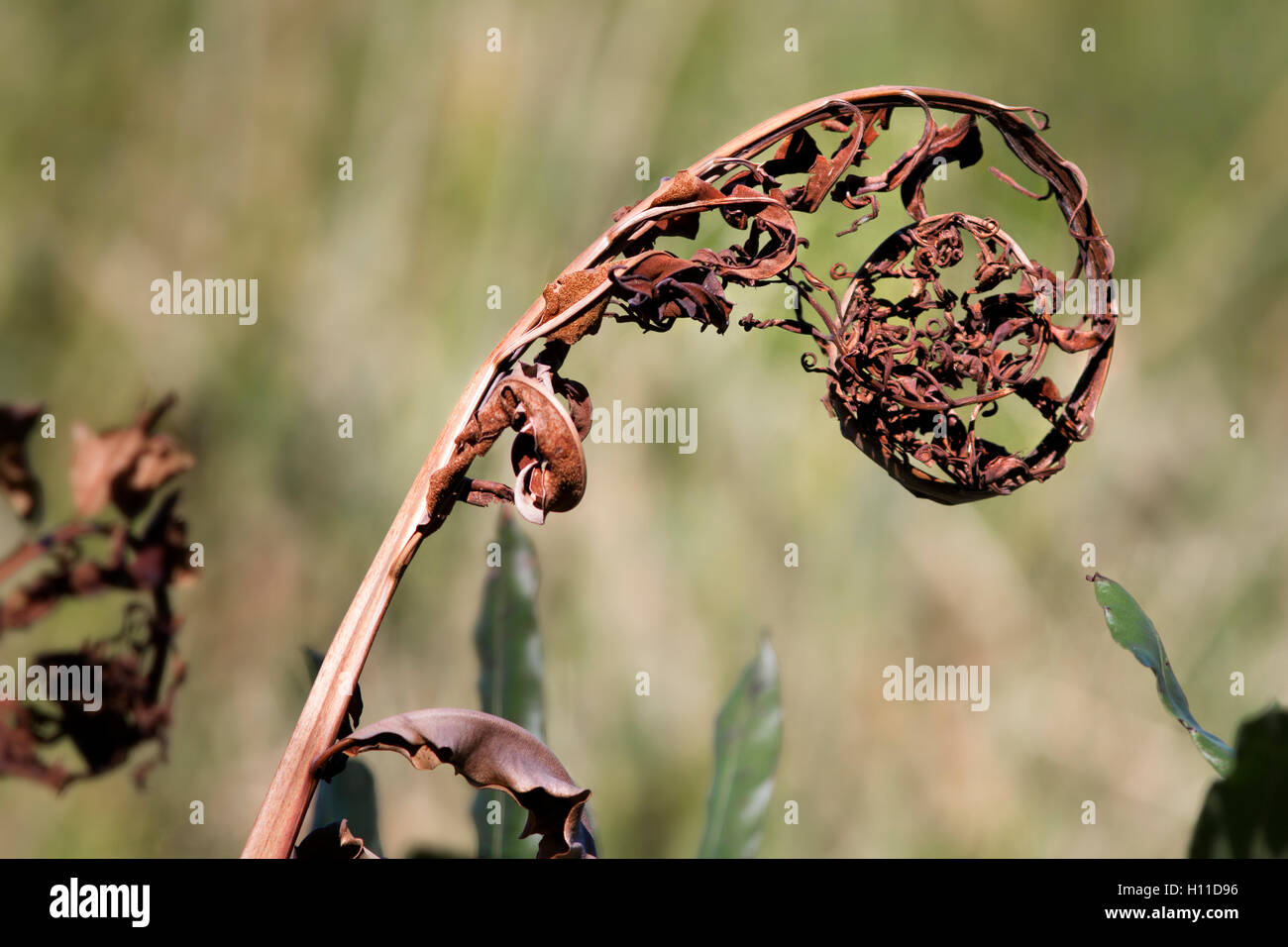 The curled dried frond of a Giant Leather Fern with its felted dusty ...