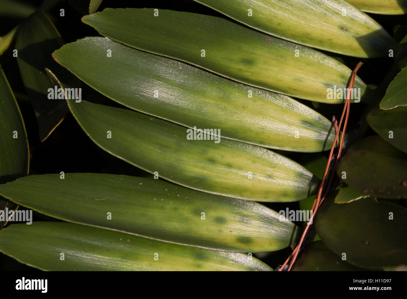 Tropical Fern Texture-Florida Everglades Stock Photo - Alamy