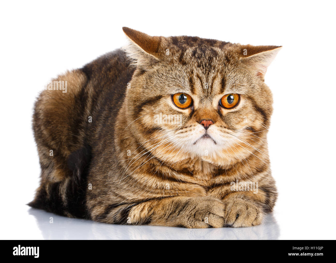 scottish Straight Male Cat Face Lying on Isolated white Background ...