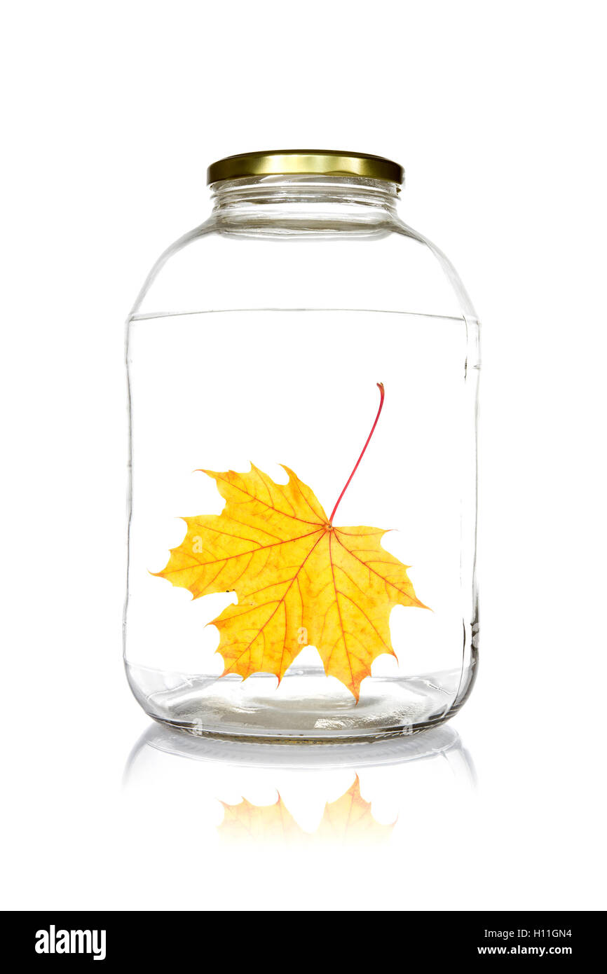 Glass jar with fallen leaf, isolated on white background Stock Photo ...