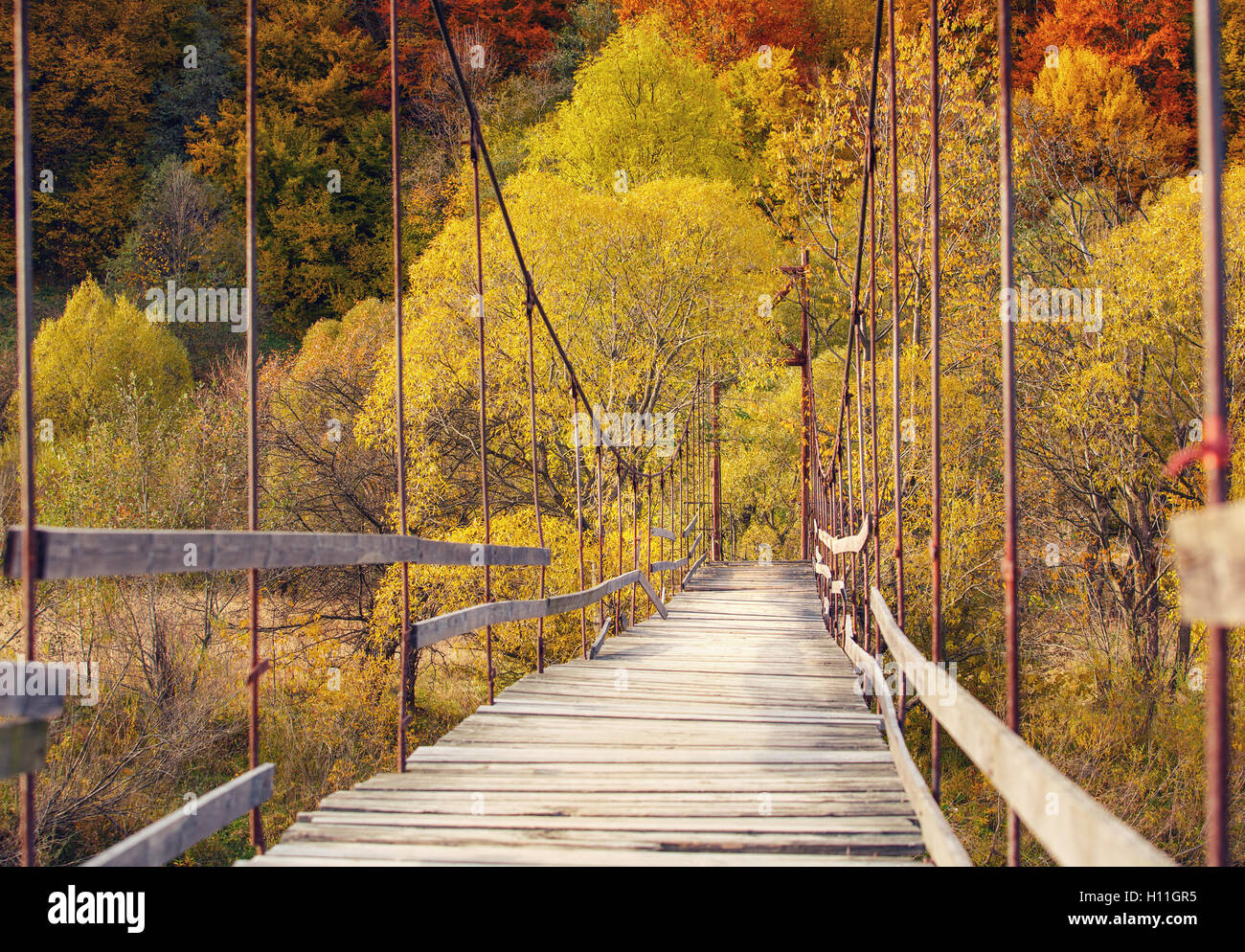 Forest rope bridge hike hi-res stock photography and images - Alamy
