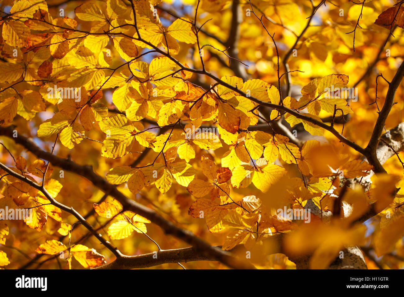 Branch of bright autumn leaves Stock Photo - Alamy