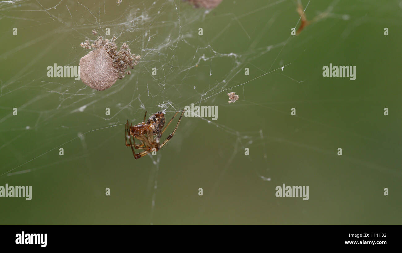 Spider on cobweb with eggs and baby spiders coming out against a ...