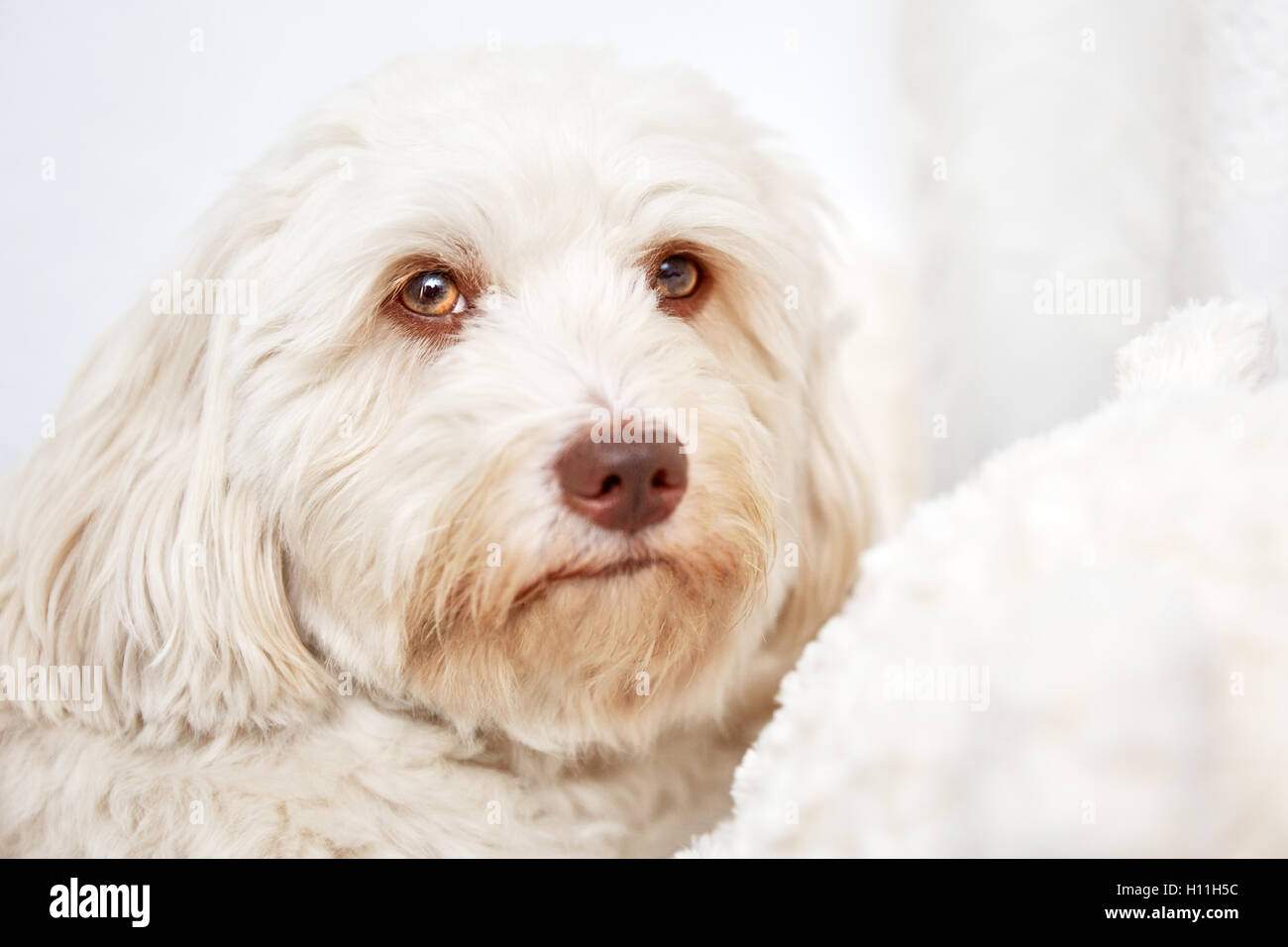 Beautiful havanese lady portrait shot looking to camera Stock Photo - Alamy