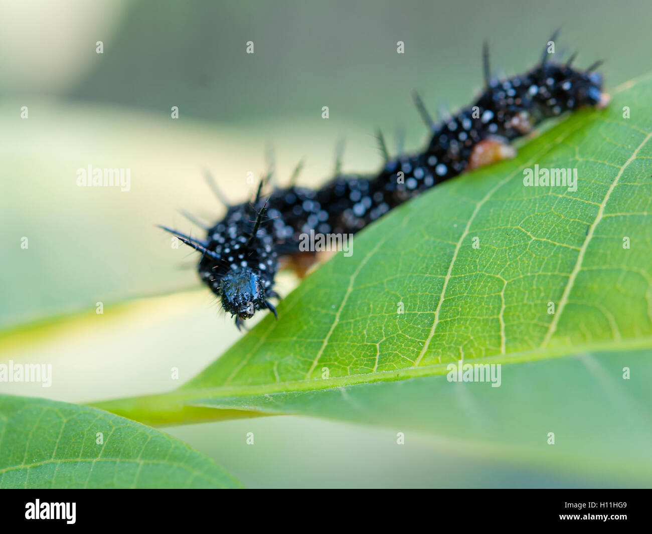 Caterpillars on leaves hi-res stock photography and images - Alamy