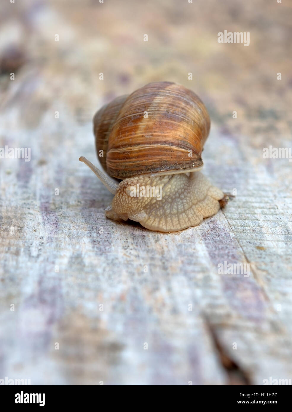 snail on the stump Stock Photo - Alamy