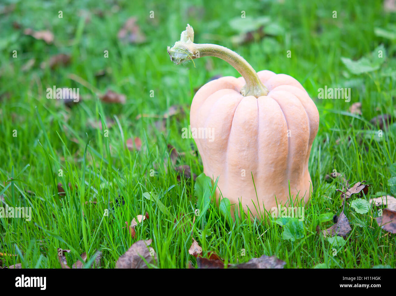 single pumpkin in grass forest Stock Photo - Alamy