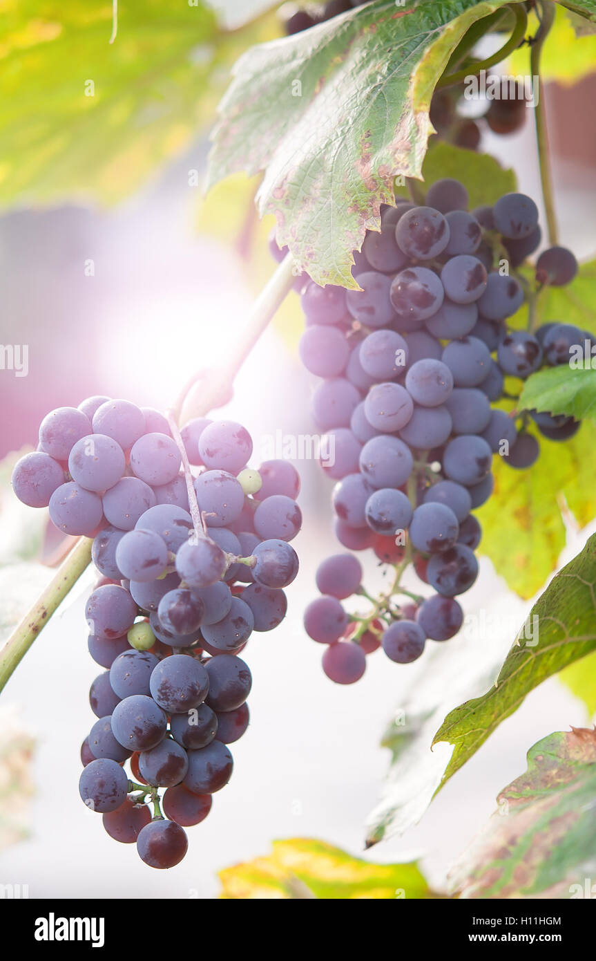 a sun Setting on Grapes. Close up Stock Photo - Alamy