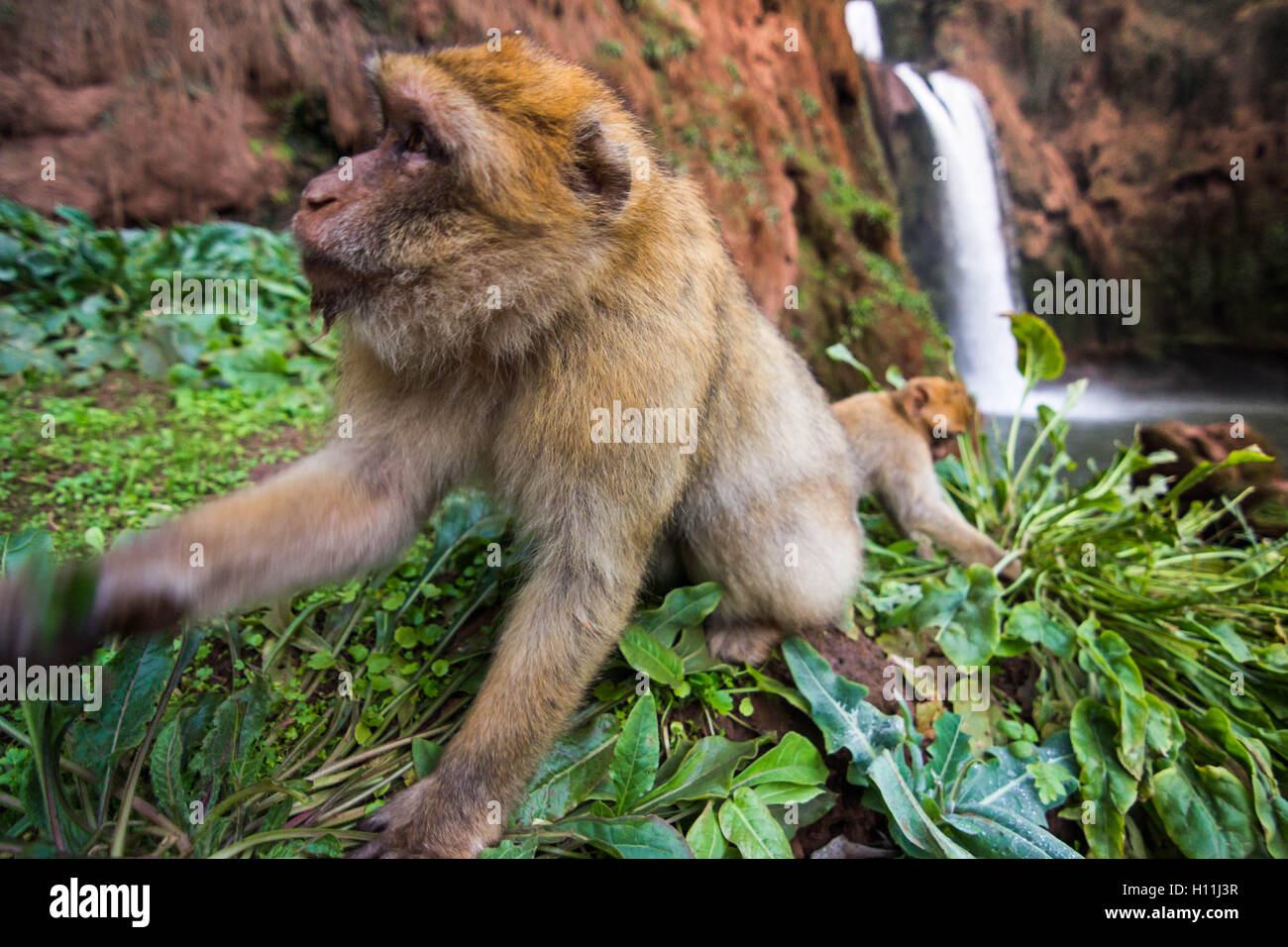 Three monkeys sharing a group hug as they snuggle and sleep together ...