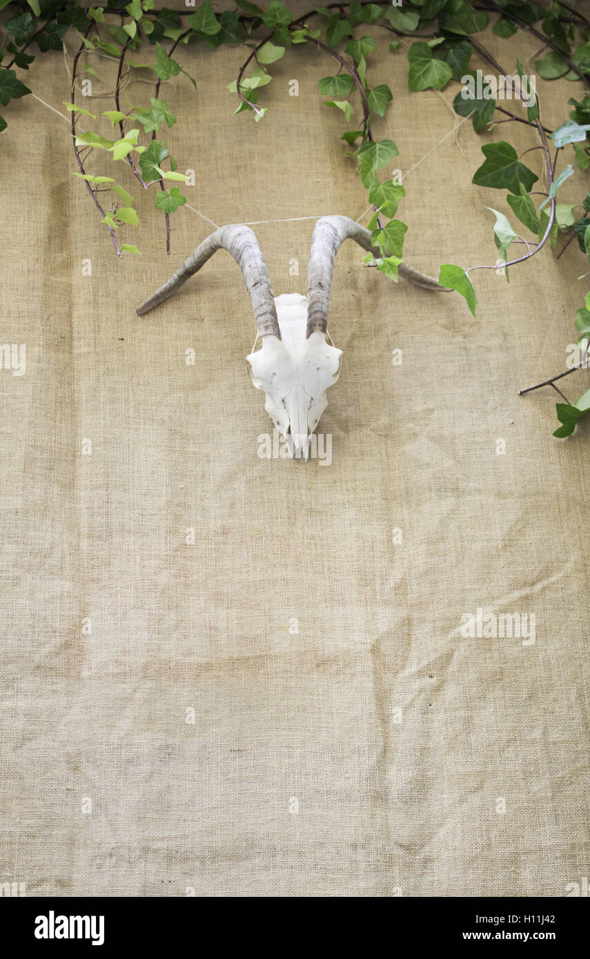 Goat skull with horns in front of building Stock Photo - Alamy