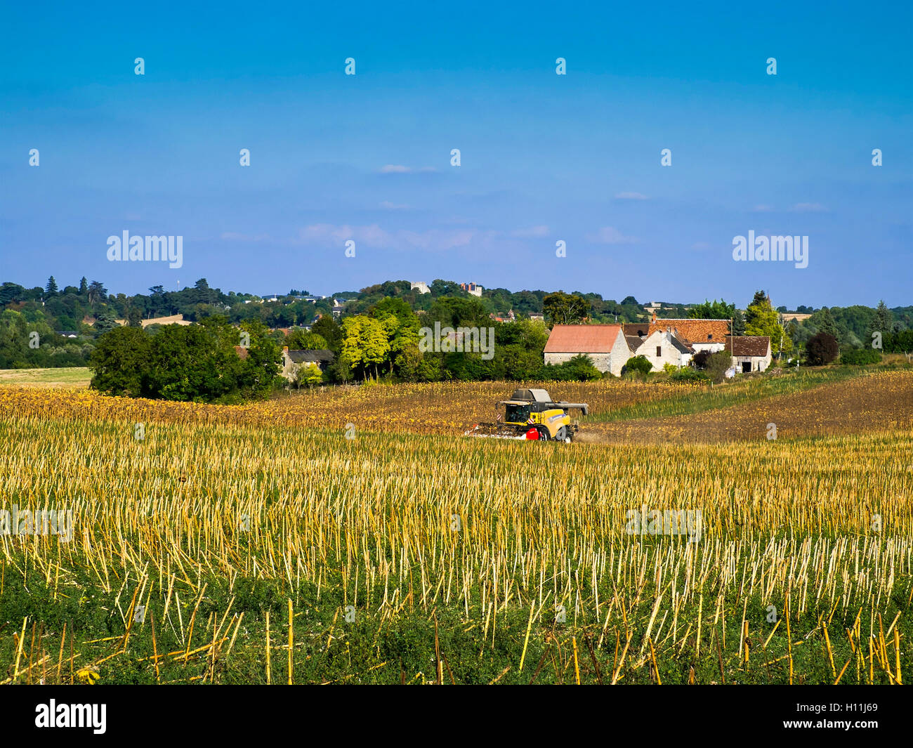 Combine harvesting field of Sunflowers - Touraine, France Stock Photo ...