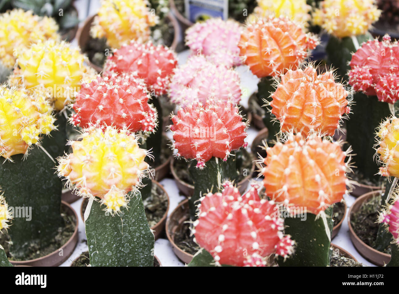 Cactus flower in color with trade, nature Stock Photo - Alamy