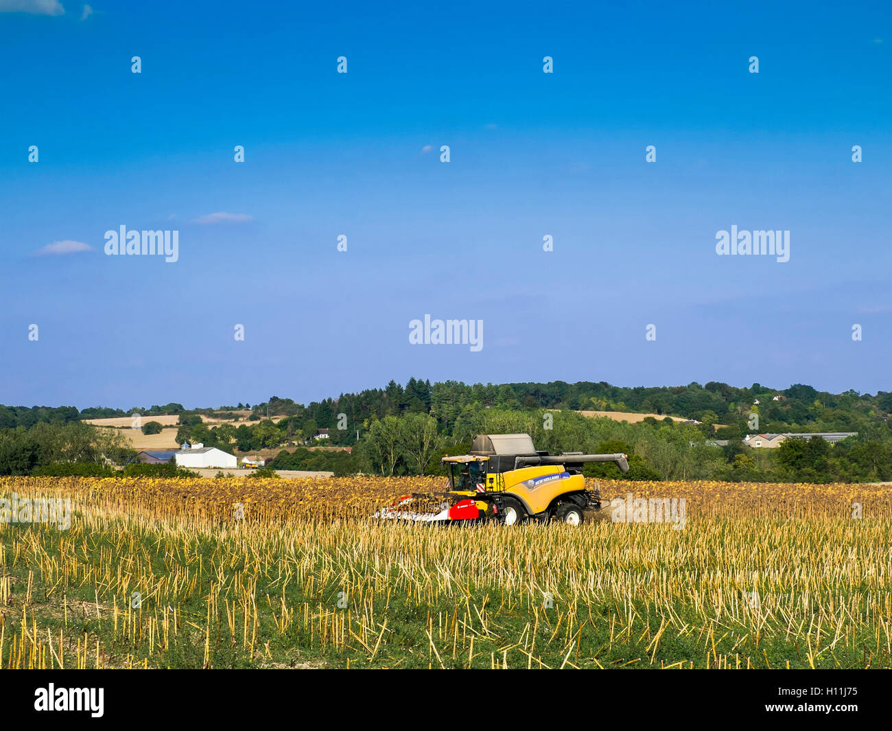 Combine harvesting field of Sunflowers - Touraine, France Stock Photo ...