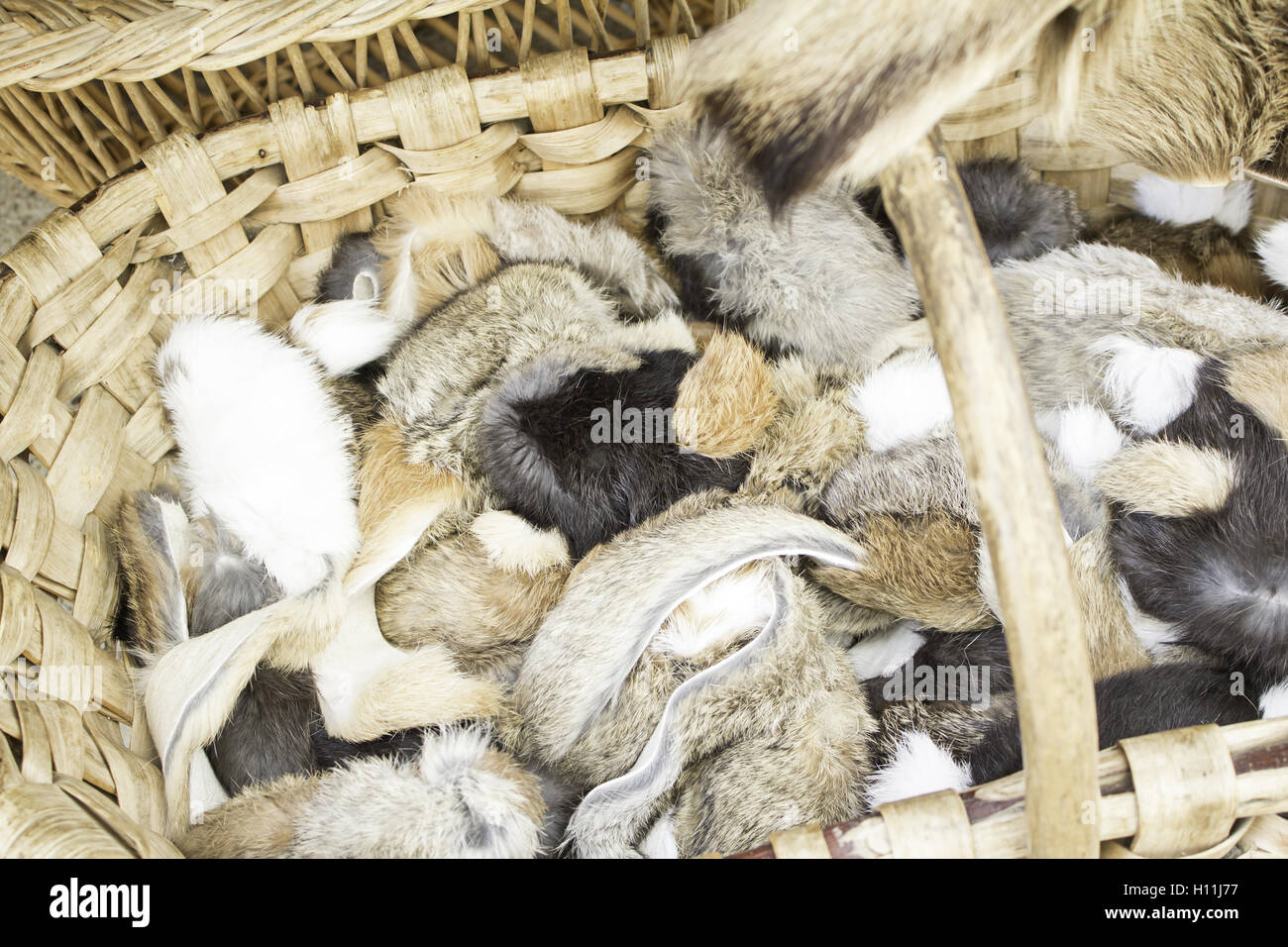 Fur trade animal hi-res stock photography and images - Alamy