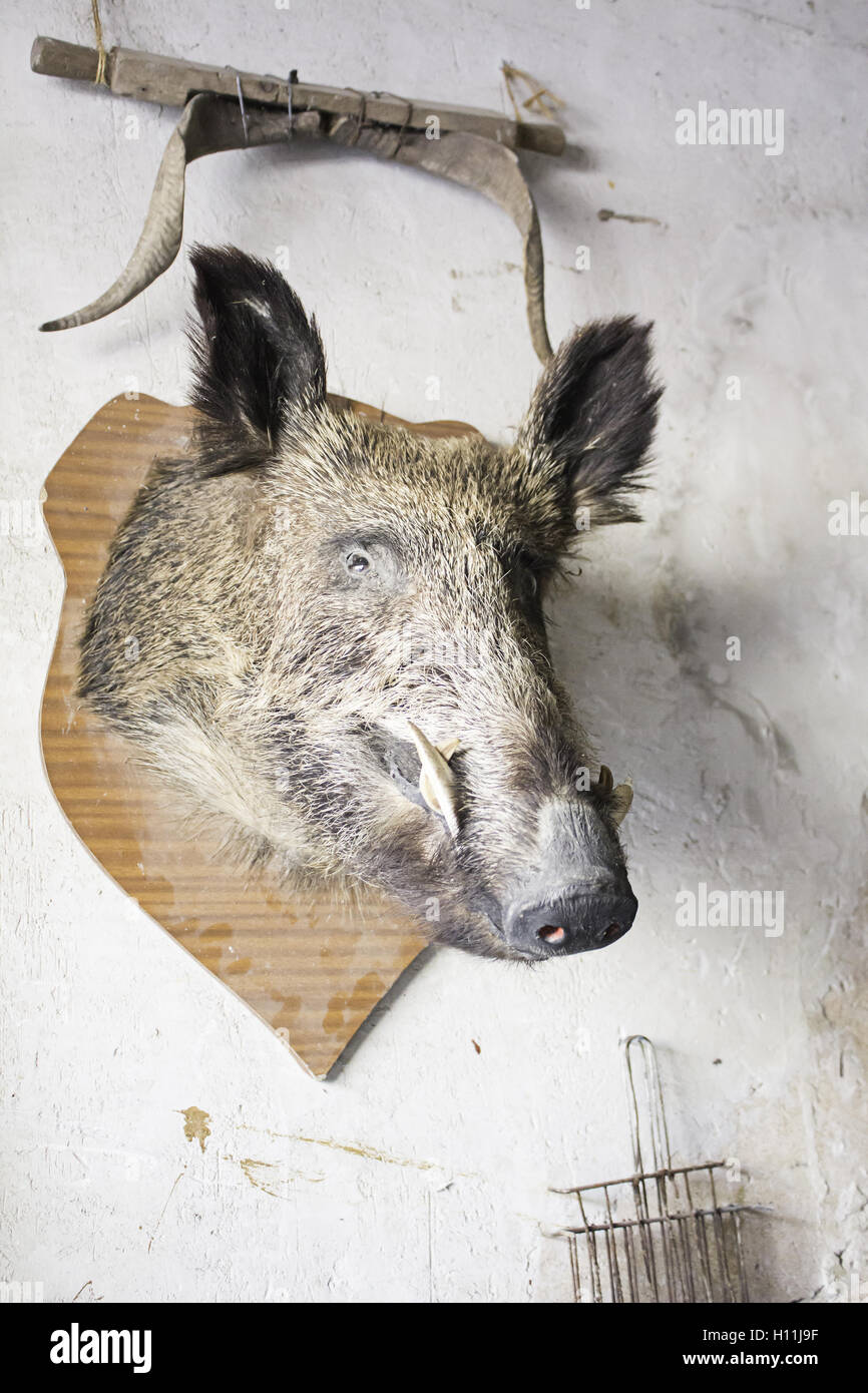 Boar Head hung on inside the house, animals Stock Photo - Alamy
