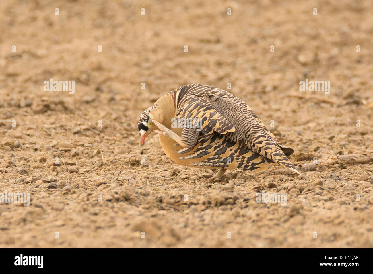 Scratch ground hi-res stock photography and images - Alamy