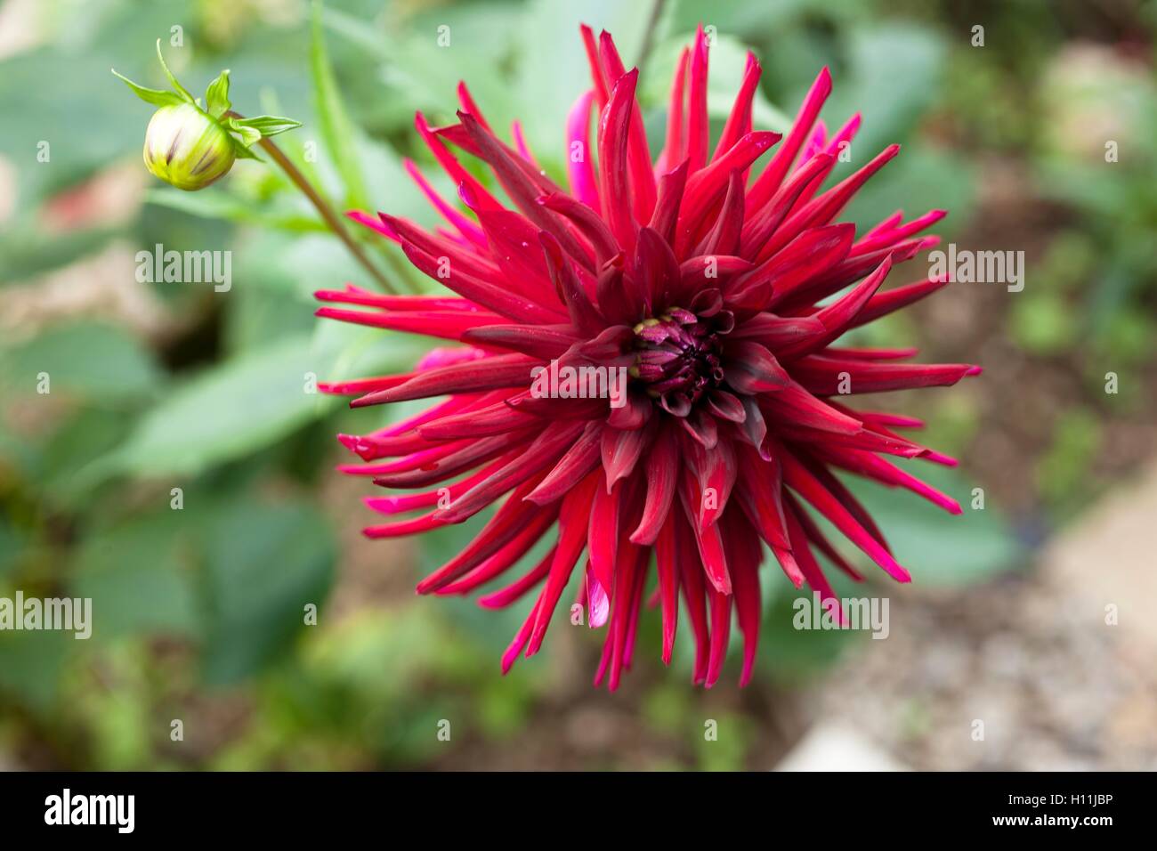 Dahlia cactus Nuit d' Eté growing in a border of a garden in Cornwall ...