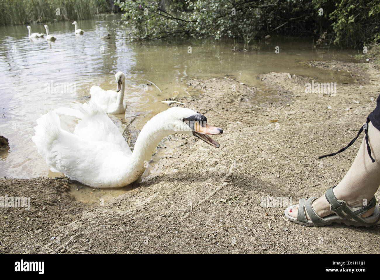 Attacking swan lake shore, animals and nature Stock Photo - Alamy