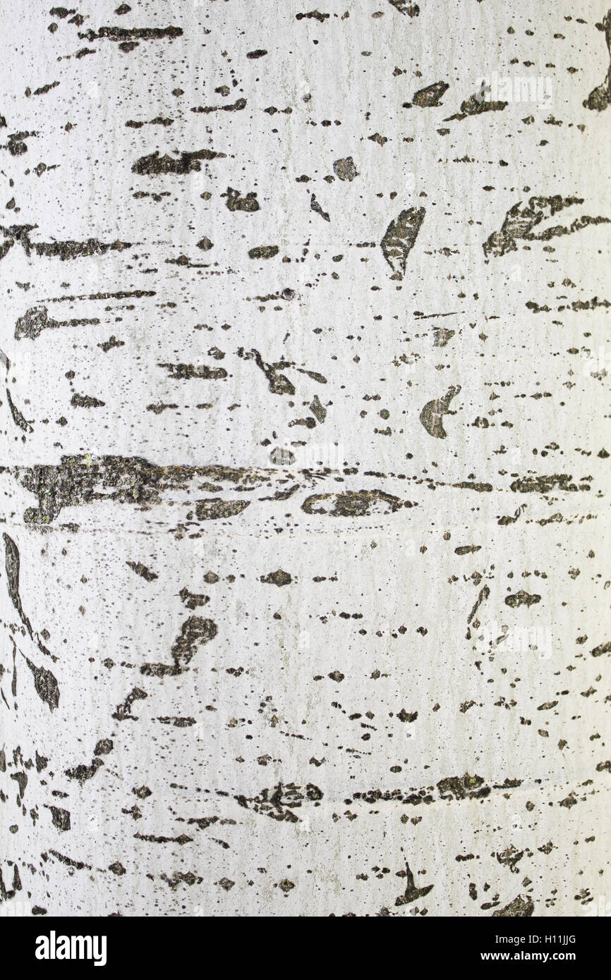 Tree texture with scratches in park, nature Stock Photo - Alamy