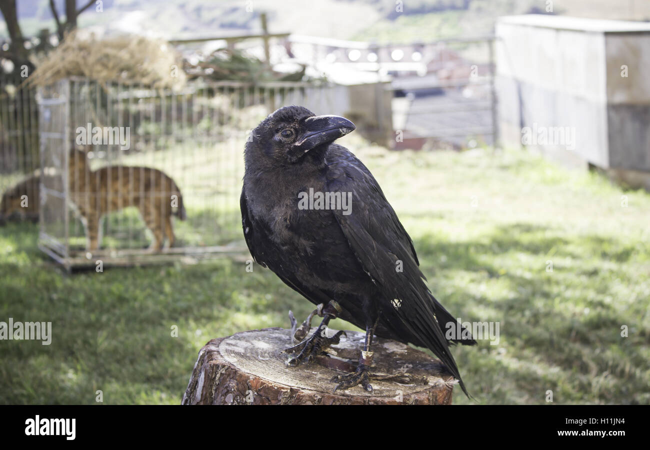 Black crow in falconry exhibition, animals Stock Photo - Alamy