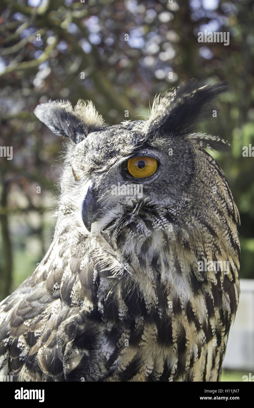 Owl falconry in natural park, animals Stock Photo - Alamy