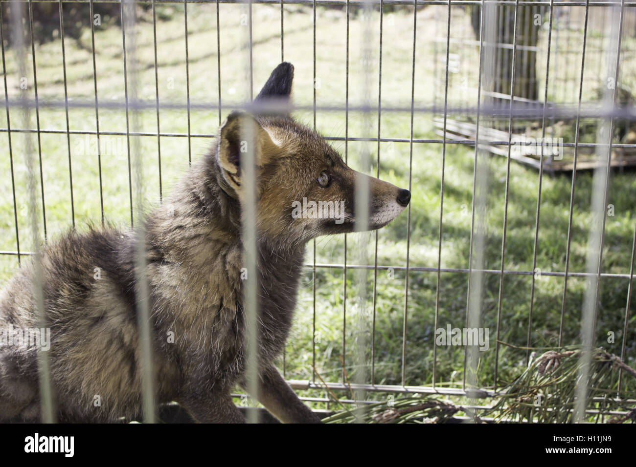 Fox caged wild animals on display, nature Stock Photo - Alamy
